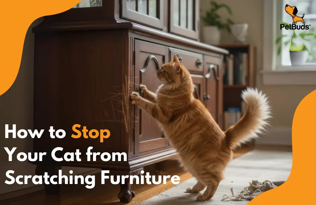 How to Stop Cats Scratching Furniture | Simple & Effective Tips – PetBuds
