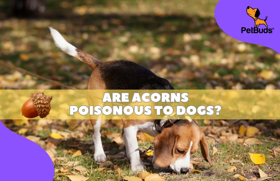 Are Acorns Poisonous to Dogs? Risks & Vet Advice – PetBuds