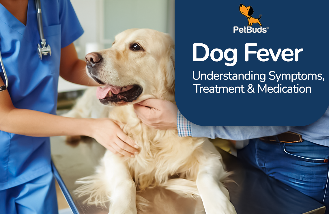 Dog Fever: Understanding Symptoms, Treatment & Medication – PetBuds