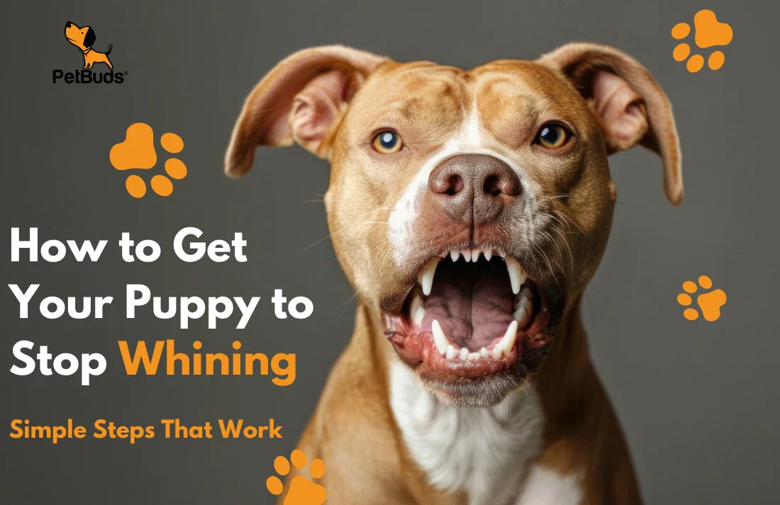 How to Get Puppy to Stop Whining | Simple Steps That Work – PetBuds
