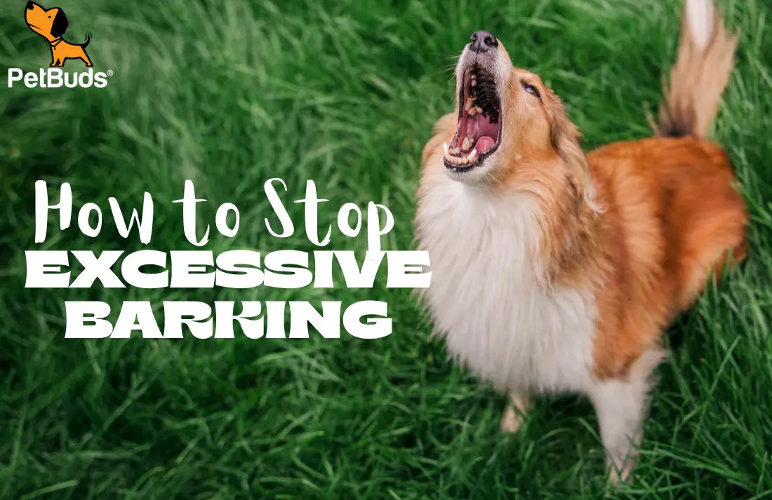 How to Stop Excessive Barking: Calm Your Dog Fast – PetBuds