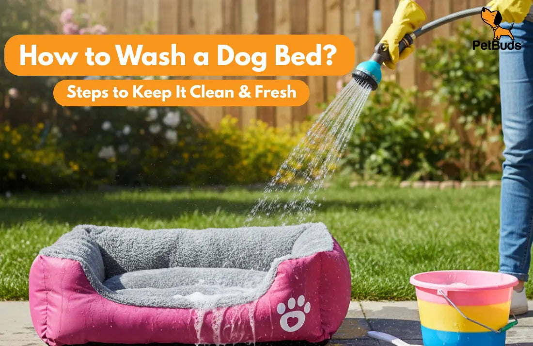 How to Wash a Dog Bed | Easy Cleaning Tips for UK Pet Owners – PetBuds