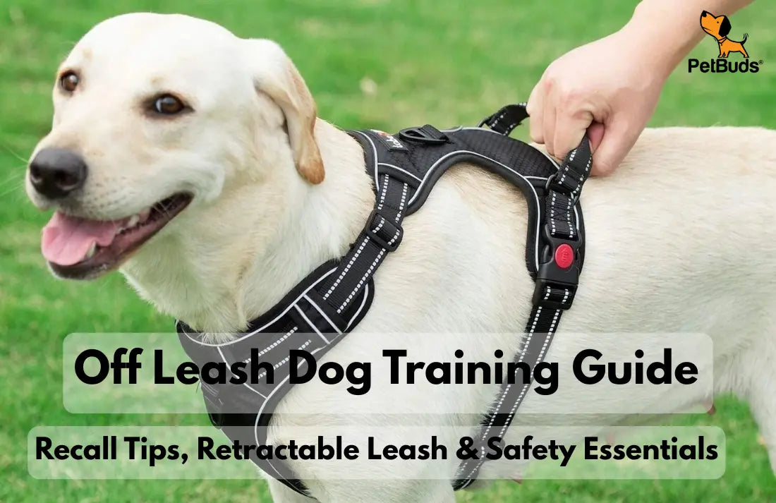 Off Leash Dog Training Guide & Recall Tips – PetBuds