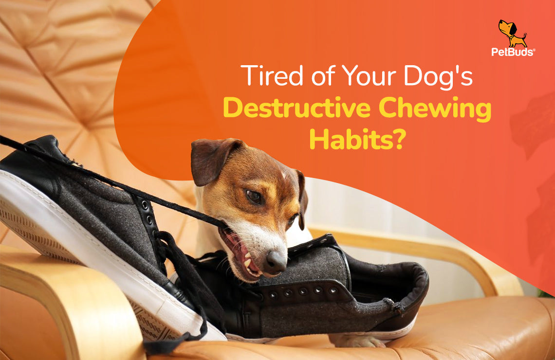 Tired of Your Dog's Destructive Chewing Habits? – PetBuds