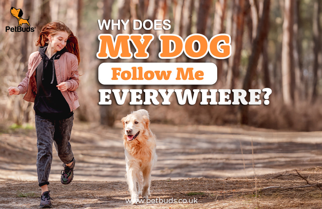 Why Does My Dog Follow Me Everywhere? – PetBuds